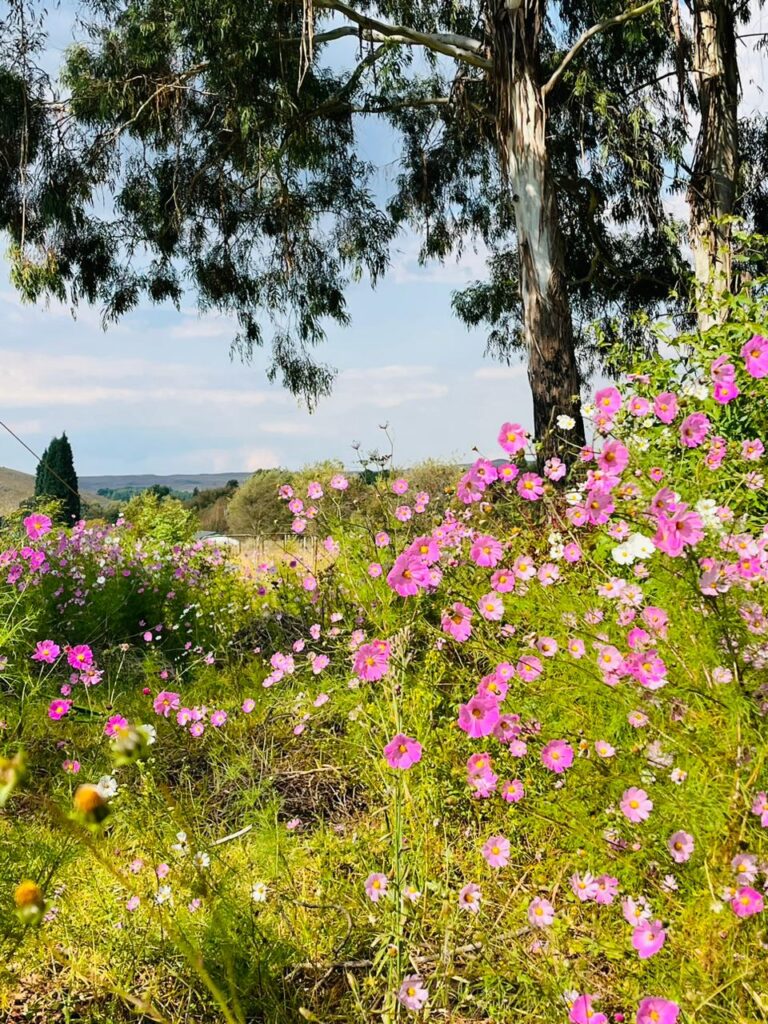 Contact Us - The Highland Rose